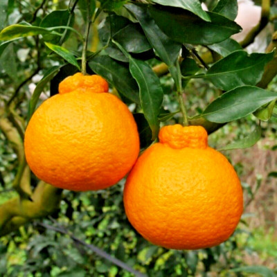 Dekopon Orange Grafted Plant Shiranui Sumo Mandarin Fruit Tree Tall 24 ...