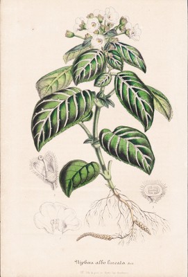 Niphaea Albo-Lineata New Granada Flower Botany Van Houtte Lithograph ...