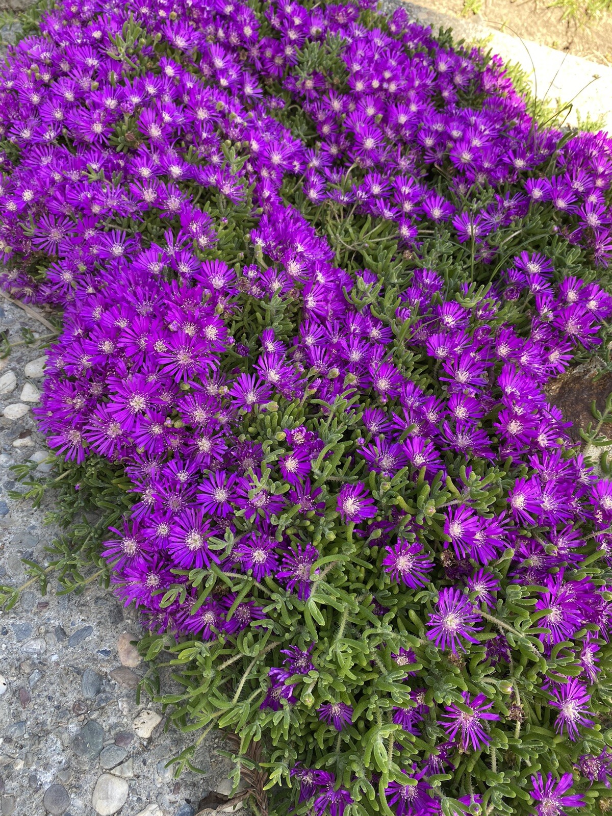 10 cuttings Creeping Ice Plant Purple/Pink Ground Cover RARE Cactus ...