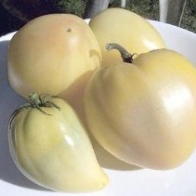 8 graines TOMATE COEUR DE BOEUF BLANC (Lyc. esc.)K68 WHITE OXHEART ...