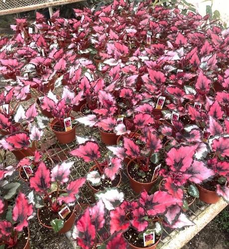 Begonia Red Robin Live Plant - 4-6" Tall - Ship No Pot - Deep Red ...