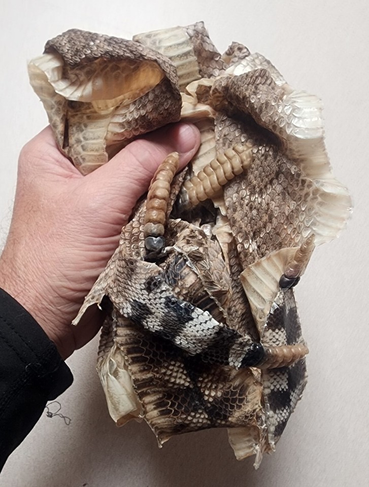 🔥🔥Western Diamondback Rattlesnake Snake Tanned Skin 46.5" 6" Wide S226 ...