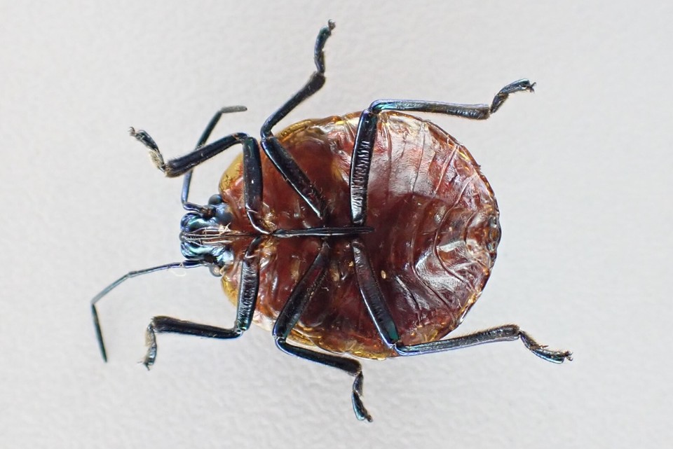 j32983. Insects, Hemiptera sp. Vietnam, Lam Dong | eBay