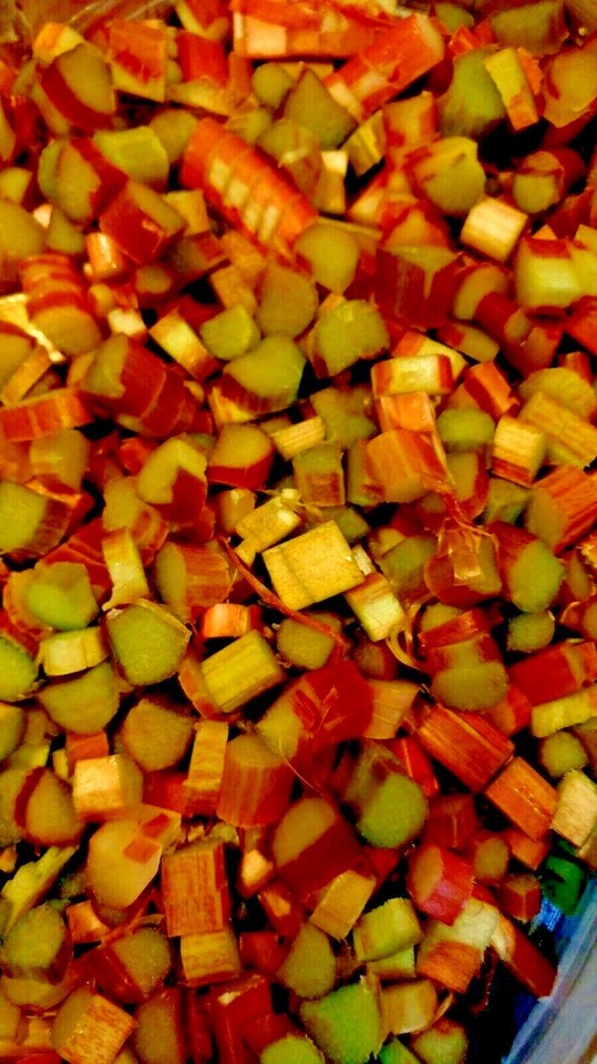 Rhubarb Root 1 Large Crown Division from 4-year-old Plant Organic Rare ...