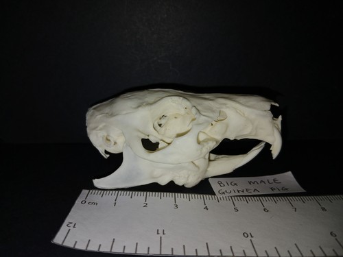 Genuine Domestic Guinea pig (Cavia porcellus) goth skull bone skeleton ...