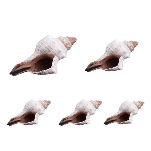 Large Conch Natural Jumbo Sea Shells for Beach Theme Party Home ...