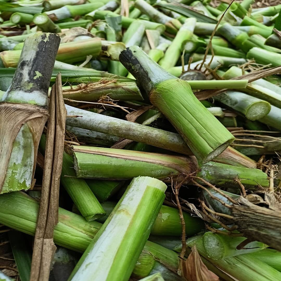 Super Napier Multicut Hybrid Grass Sticks Pack of 100 Fresh Super ...