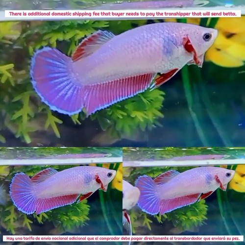 White Purple Halfmoon Plakat Female - IMPORT LIVE BETTA FISH FROM THAILAND | eBay