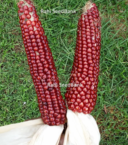 Red Corn Ruby Queen - A Red Sweet Corn with Superb Sweet & Robust ...