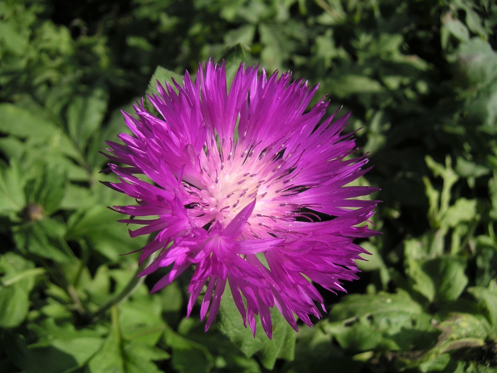 500 MIXED SWEET SULTAN Imperialis Mix Amberboa Moschata Centaurea ...