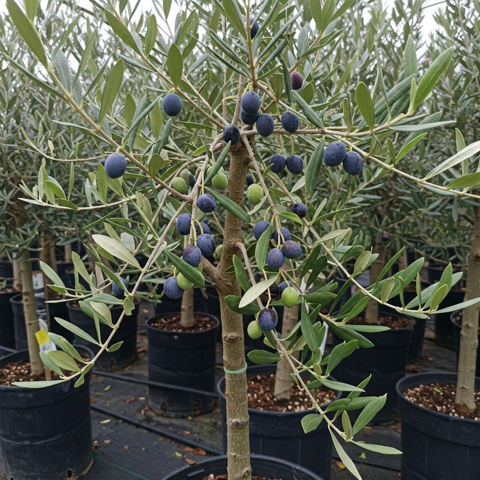 Olive Tree in 3Gal Pot Arbequina Olive Tree 4-5ft Tall Fast Growing ...