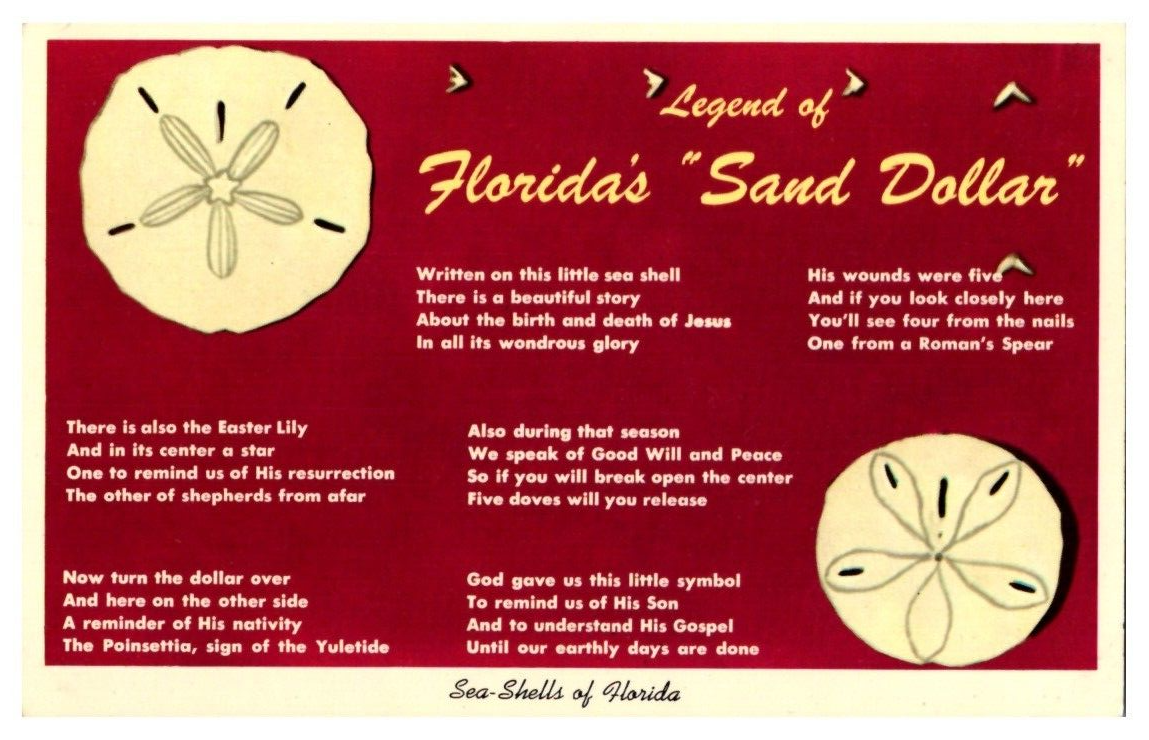 Chrome Postcard Legend of the Florida Sand Dollar Sea Shell Unposted | eBay
