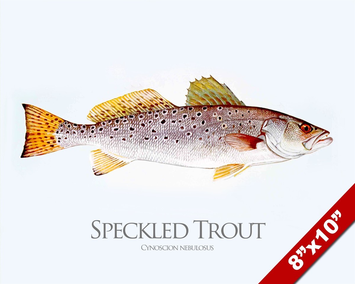 Speckled Trout Art