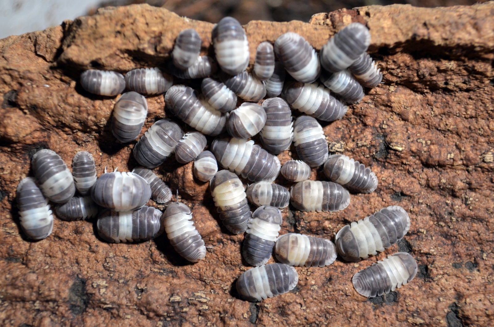100 Cubaris "panda king" isopods - live insect vivarium cleaner crew | eBay