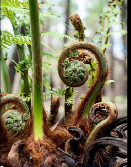 BULBS 2 ANGIOPTERIS EVECTA GIANT KING Fern Bonsai Rare Plant ornamental ...