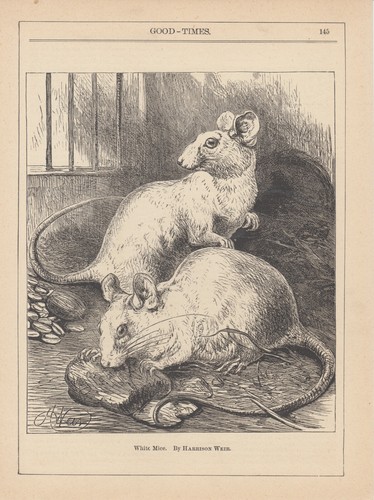 BEAUTIFUL PET MICE ANTIQUE MOUSE ART PRINT 1885 | eBay