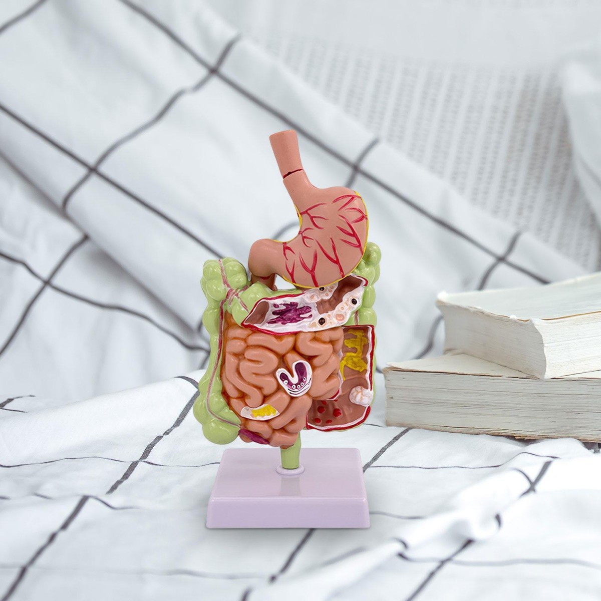 Small Intestine Anatomy Model