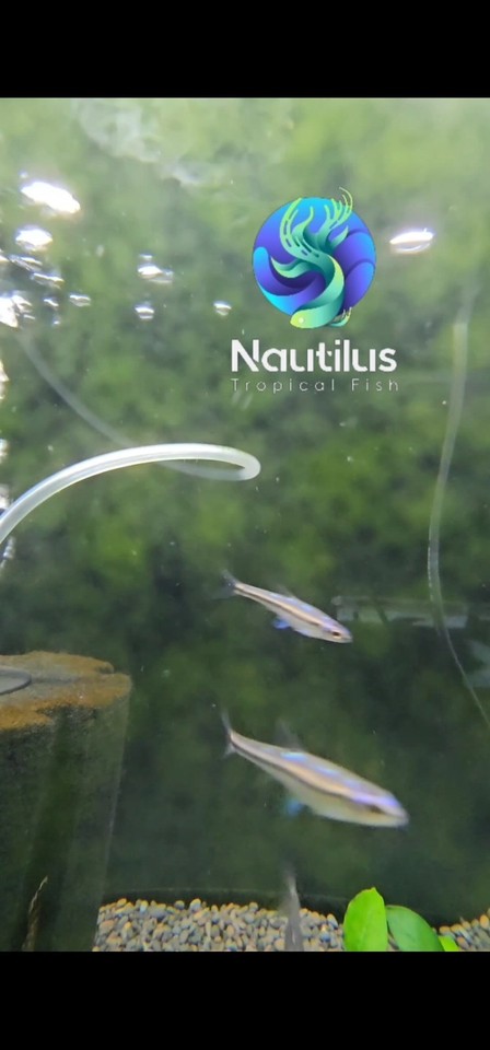 Rainbow Shiner (Notropsis chrosomus) Beautiful minnow, we combine ...