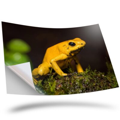 1 x Vinyl Sticker A1 - Golden Poison Frog Yellow Frogs #45174 | eBay UK