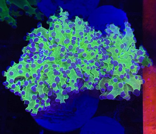 WYSIWYG Bicolor Frogspawn Octospawn – Live Coral Frag SPS & LPS Reef | eBay