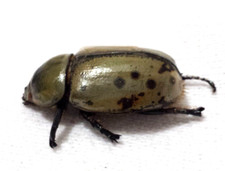 35 Dead Bugs Entomology Class Insect Bug Collection Identified USA ...