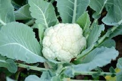 Cauliflower Mini White F1 Hybrid Seeds Mini Vegetable Mini Cauliflower ...