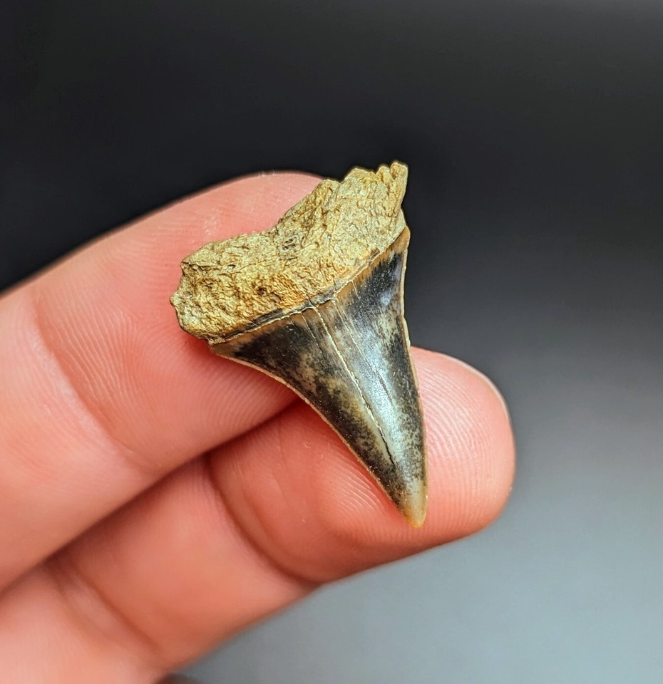 Unreal Patterned Isurus Praecursor Mako Shark Tooth North Florida ...
