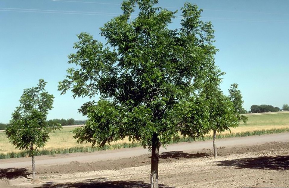 Pecan, Carya illinoinensis, Tree Seeds (Hardy, Edible) | eBay