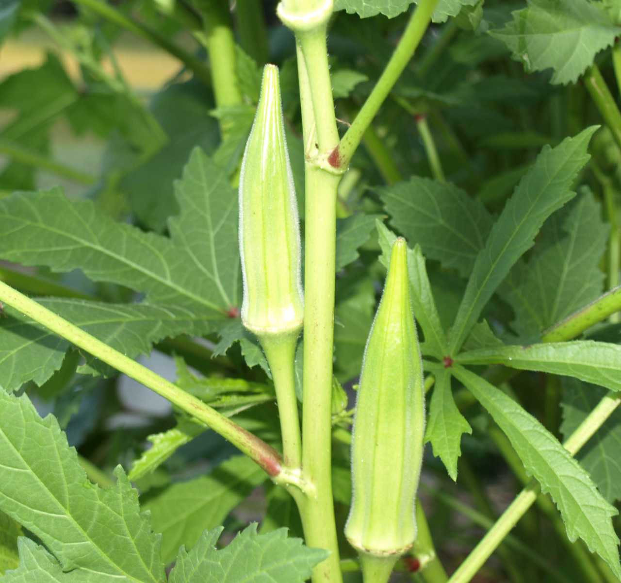 OKRA CLEMSON SPINELESS 15 seeds Heirloom Spring Summer vegetable Lady ...