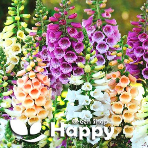 Foxglove Dwarf Foxy Mix - 8000 seeds - Digitalis purpurea - First Year ...