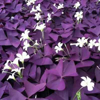 Purple Shamrock plant 8 Bulbs Oxalis Triangularis perennial Easy to ...