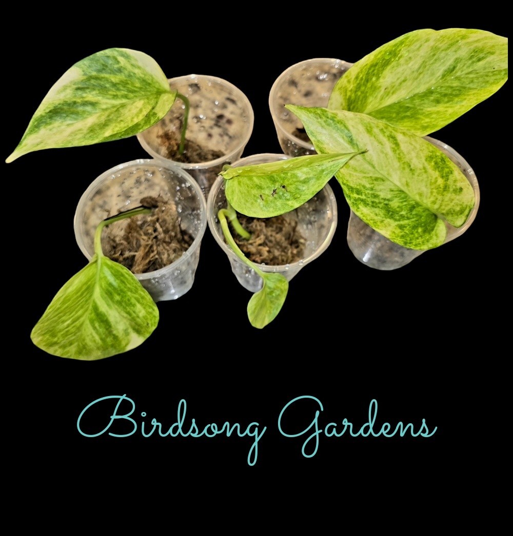 **NEW NEON MARBLE POTHOS HYBRID** Neon Queen Cutting In Sphagnum Moss ...