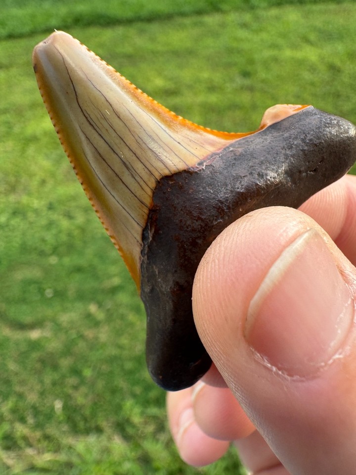 SUWANNEE RIVER RIC TOOTH SHARK FOSSIL MEG ANCESTOR AURICULATUS EOCENE MEGALODON | eBay