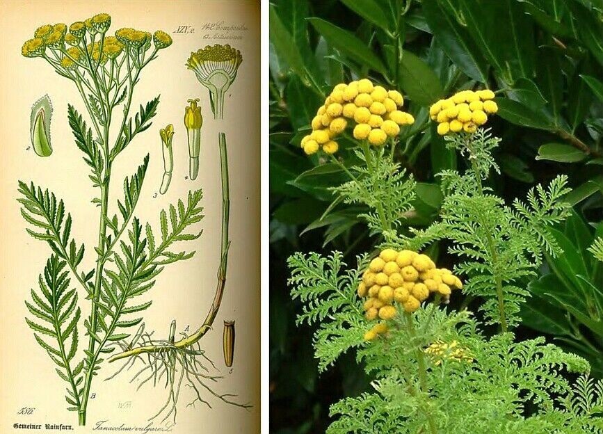 Tansy Flower Organic Herbal Tea Natural Tanacetum Digestion Stomach ...