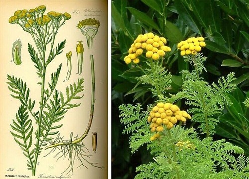 Tansy Flower Organic Herbal Tea Natural Tanacetum Digestion Stomach ...