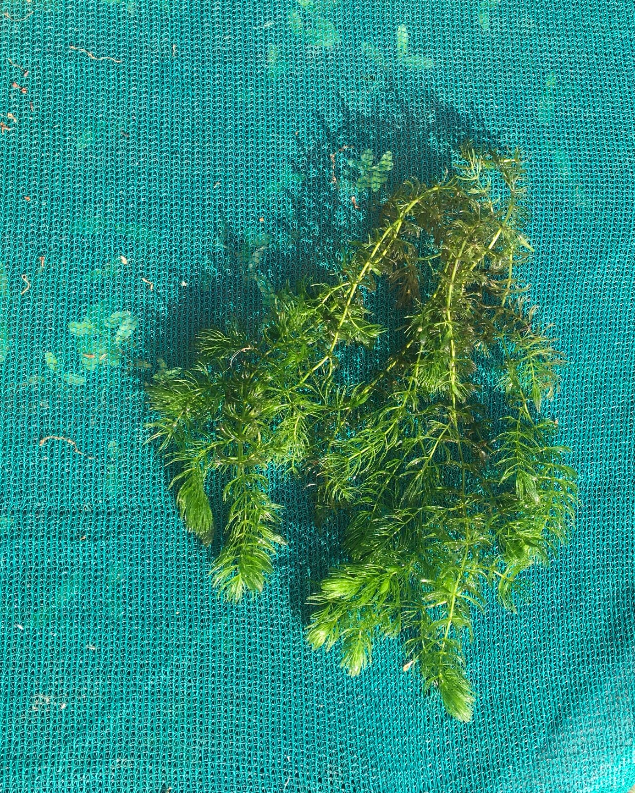 5X HORNWORT LONG STRANDS WITH WEIGHT UK NATIVE POND/AQUARIUM ...