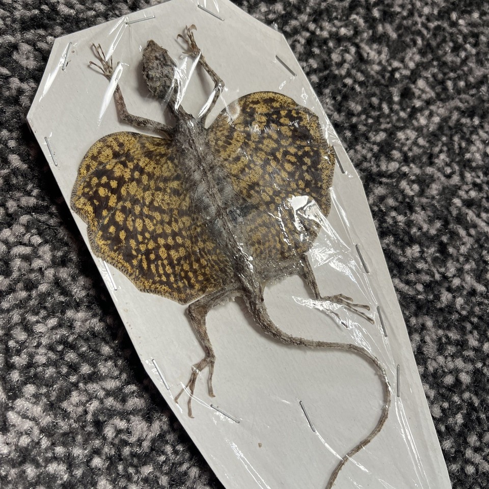 Real Taxidermy YELLOW Draco Flying Lizard Indonesian Collectors ...