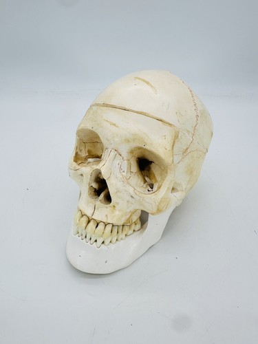Vintage Medical Lab Anatomical Human Skull Display Hinged Jaw Realistic ...