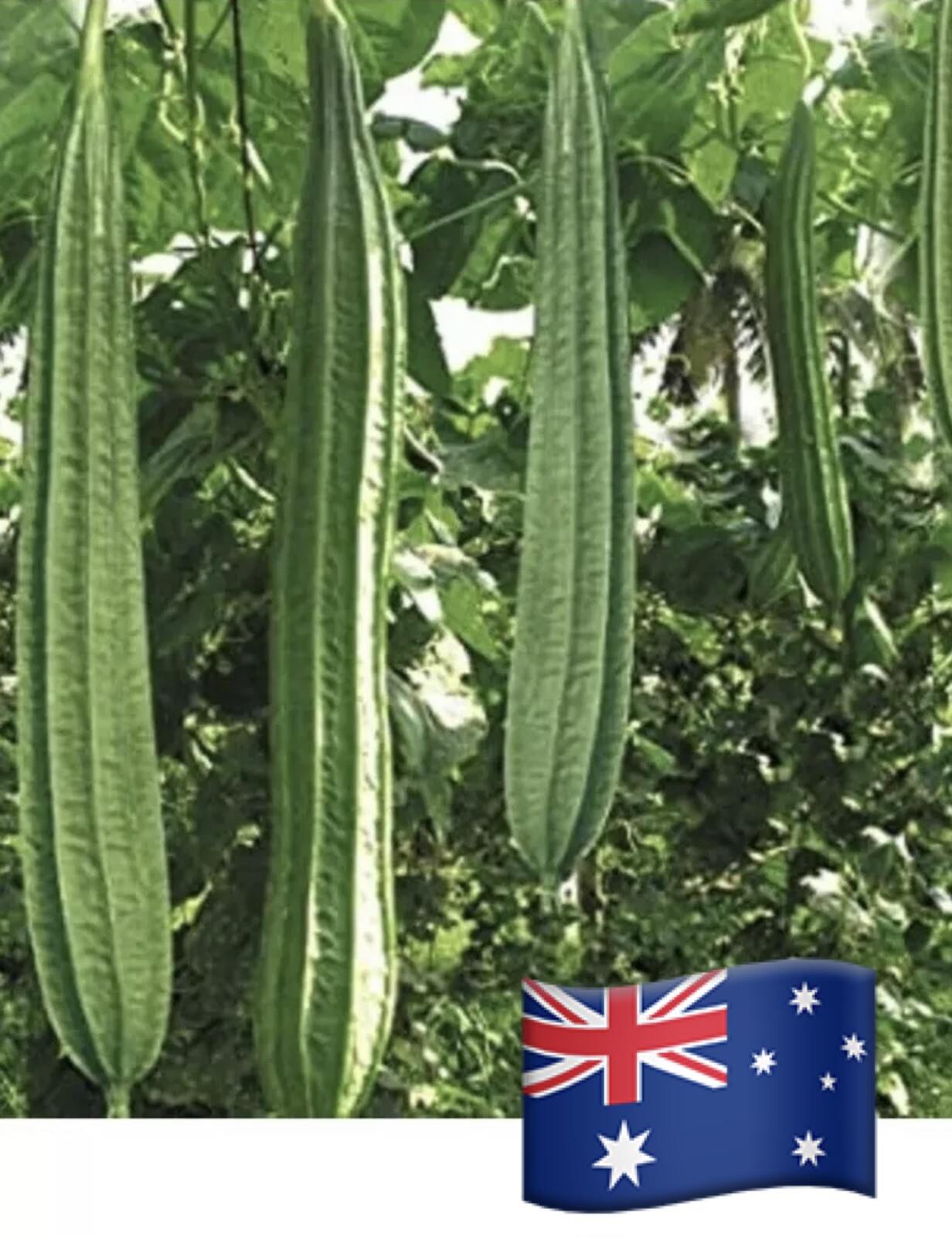 5 Seeds of " Angled Luffa " Loofah, Sin Qua, See Gwa, Silk Squash ...