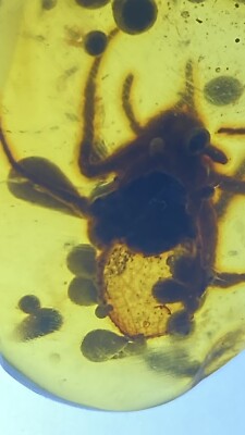 Huge Perfect Spider / Mite, Transparent Abdomen!! Fossil In Genuine ...