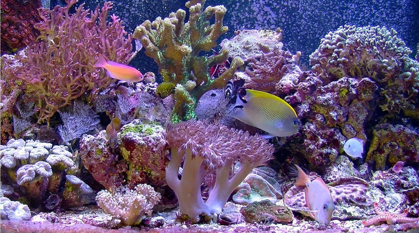 Aquarium DVD: Saltwater Reef Edition Plus Goldfish Volume #9 | eBay