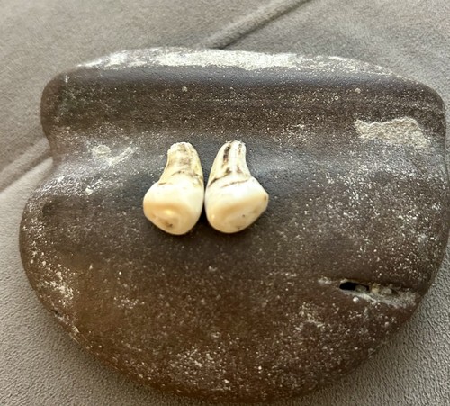 Authentic Montana Elk Ivories. Matched Set | eBay