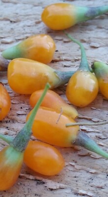 Yellow Goji 25 seeds - Lycium Amber Sweet - wild birds food - Hardy ...