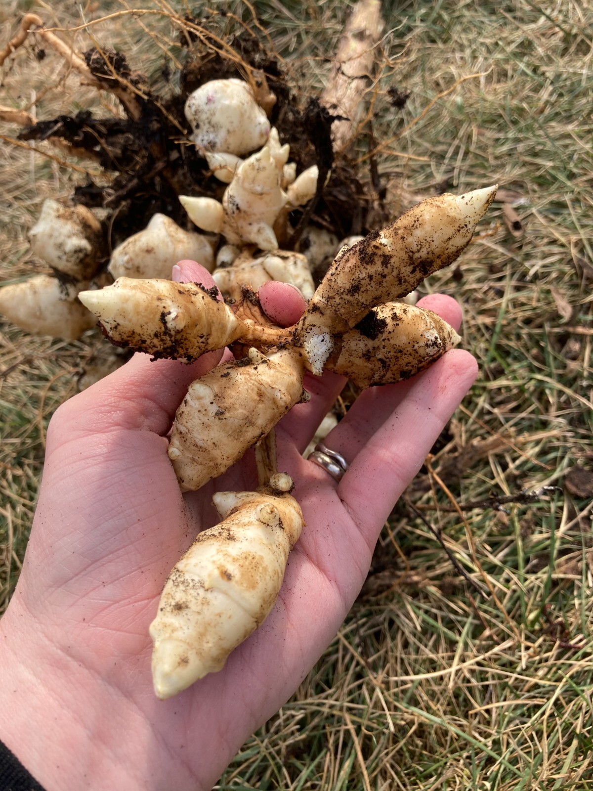 Organic STAMPEDE Sunchoke / Jerusalem Artichoke - Helianthus tuberosus | eBay