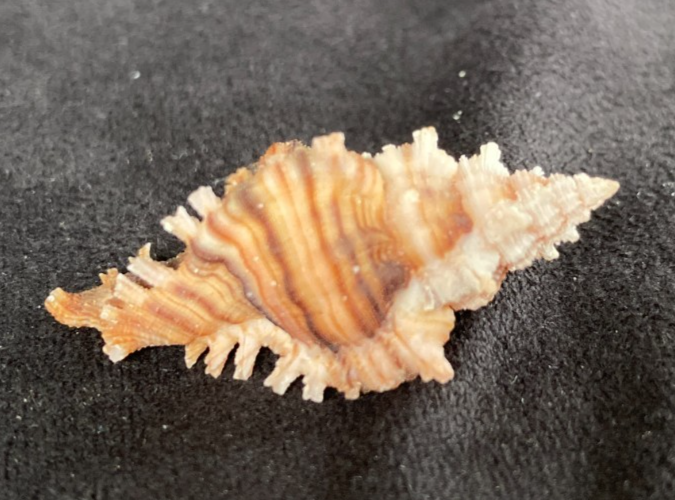 MURICIDAE Chicoreus Microphyllus 34.00mm Vate, Vanuatu | eBay