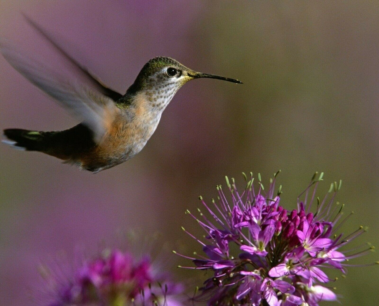 HUMMINGBIRD 8X10 GLOSSY PHOTO PICTURE IMAGE #2 | eBay