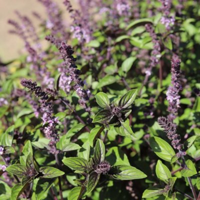 Basil Blue Spice 100 seeds Vegetable CULINARY Herb Garden easy POT grow ...