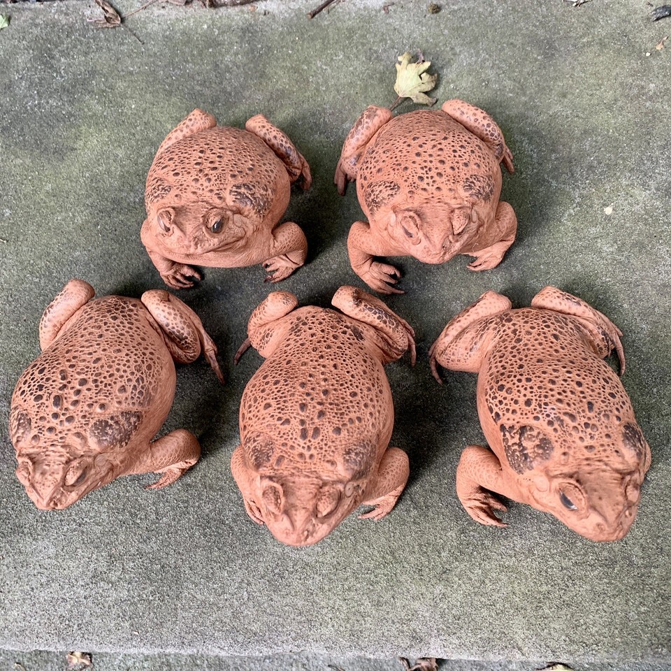 Taxidermy Real Frog Toad Stuffed | eBay