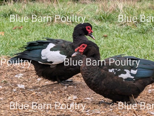 6 Muscovy Duck Blue Black Silver Chocolate White Hatching Eggs Show ...