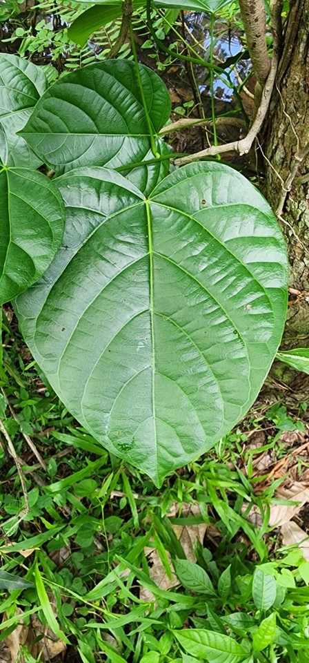 Rare Dried Anamirta cocculus Leaves Fish Berry Indian Berry Levant Nut ...